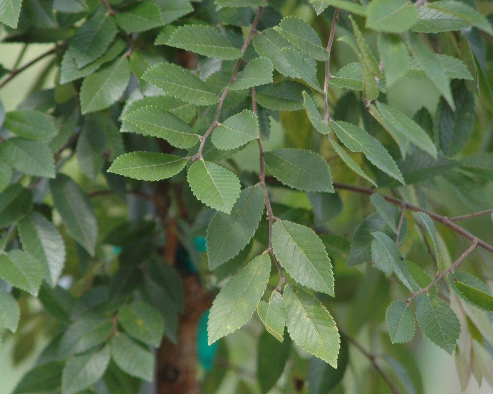 Allée Elm Shade Trees | McMakin Farms