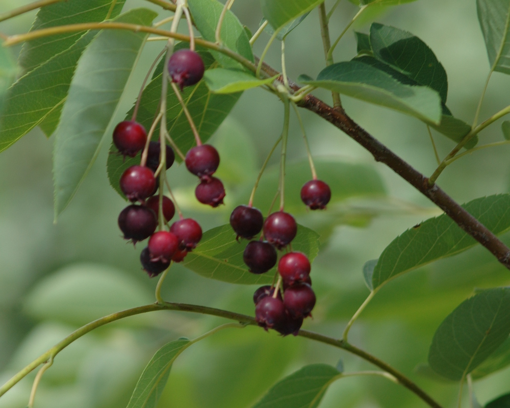 'Autumn Brilliance' Serviceberry Flowering Ornamentals | McMakin Farms