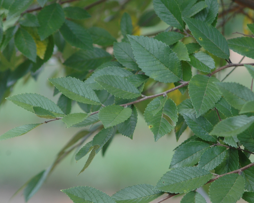 Bosque™ Elm Shade Trees | McMakin Farms