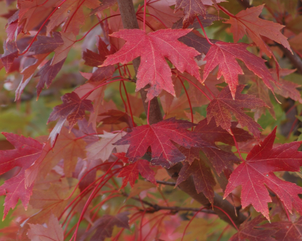'Brandywine' Shade Trees | McMakin Farms