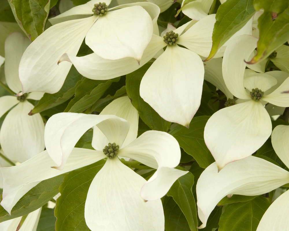 Constellation® Dogwood Flowering Ornamentals | McMakin Farms