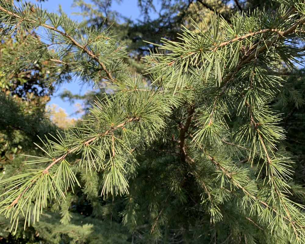 Deodar Cedar(seedling) Evergreens | McMakin Farms