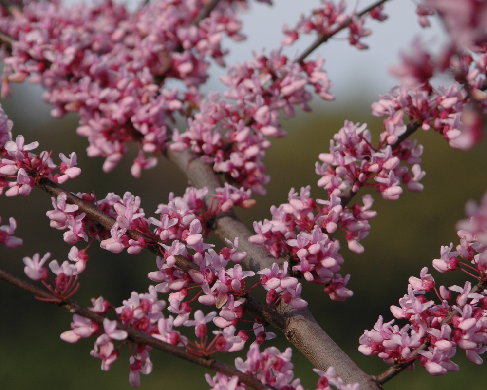 Eastern RedBud Flowering Ornamentals | McMakin Farms