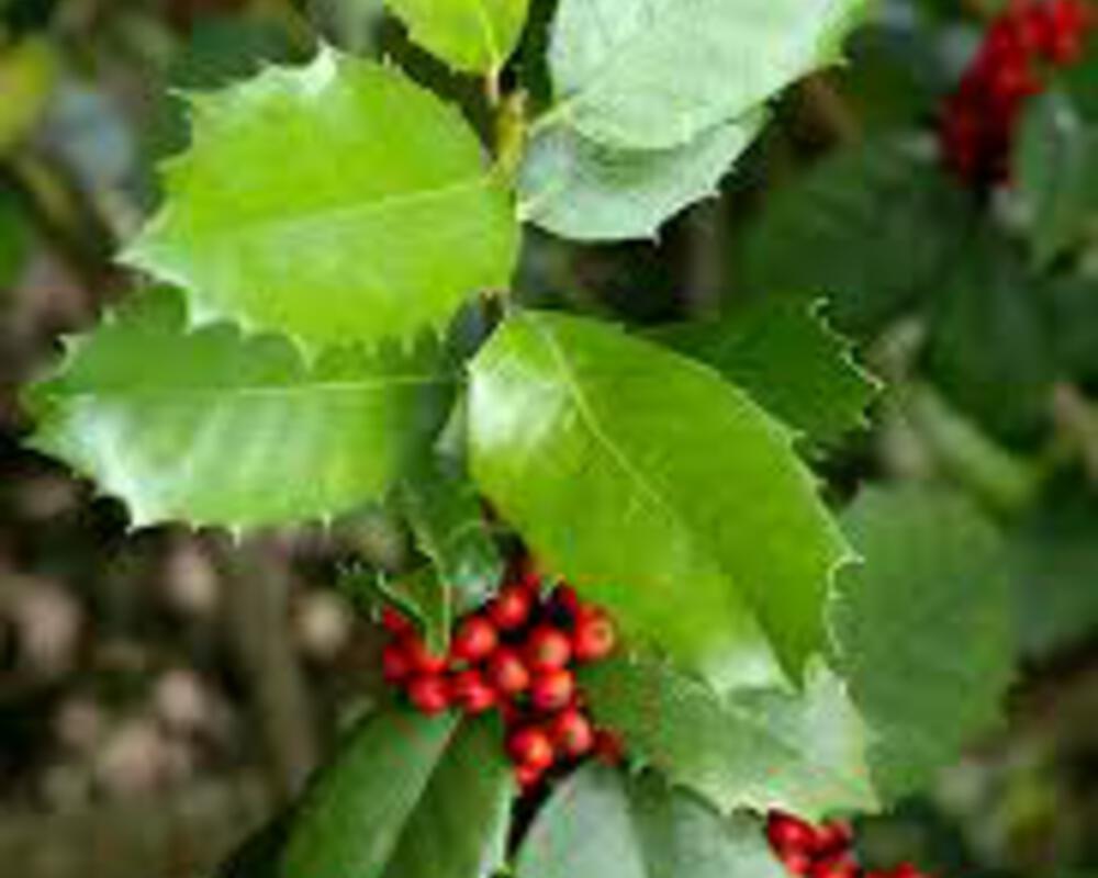 'Emily Bruner' Evergreens | McMakin Farms