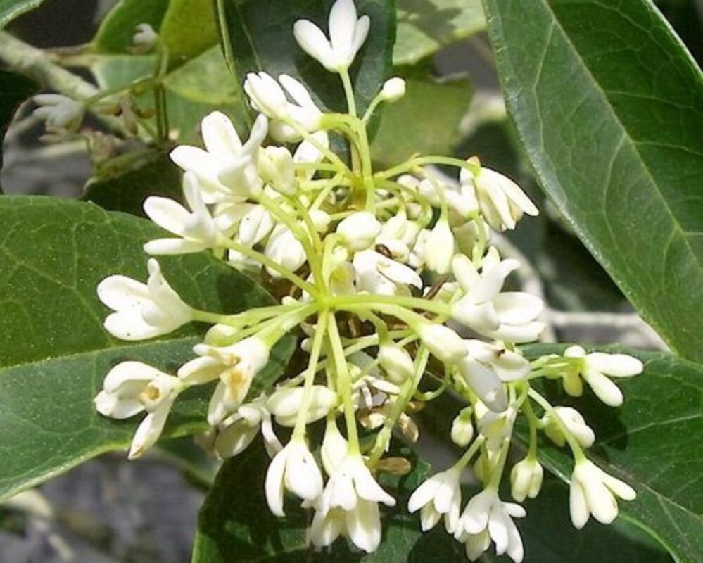 Fragrant Tea Olive Flowering Ornamentals | McMakin Farms
