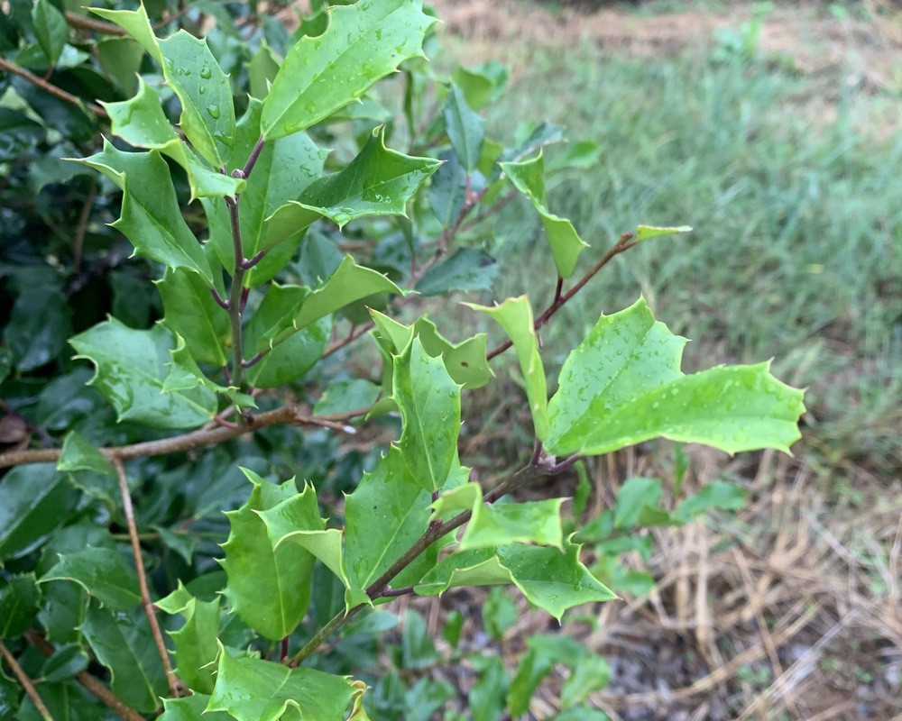 Greenleaf' Holly Evergreens | McMakin Farms