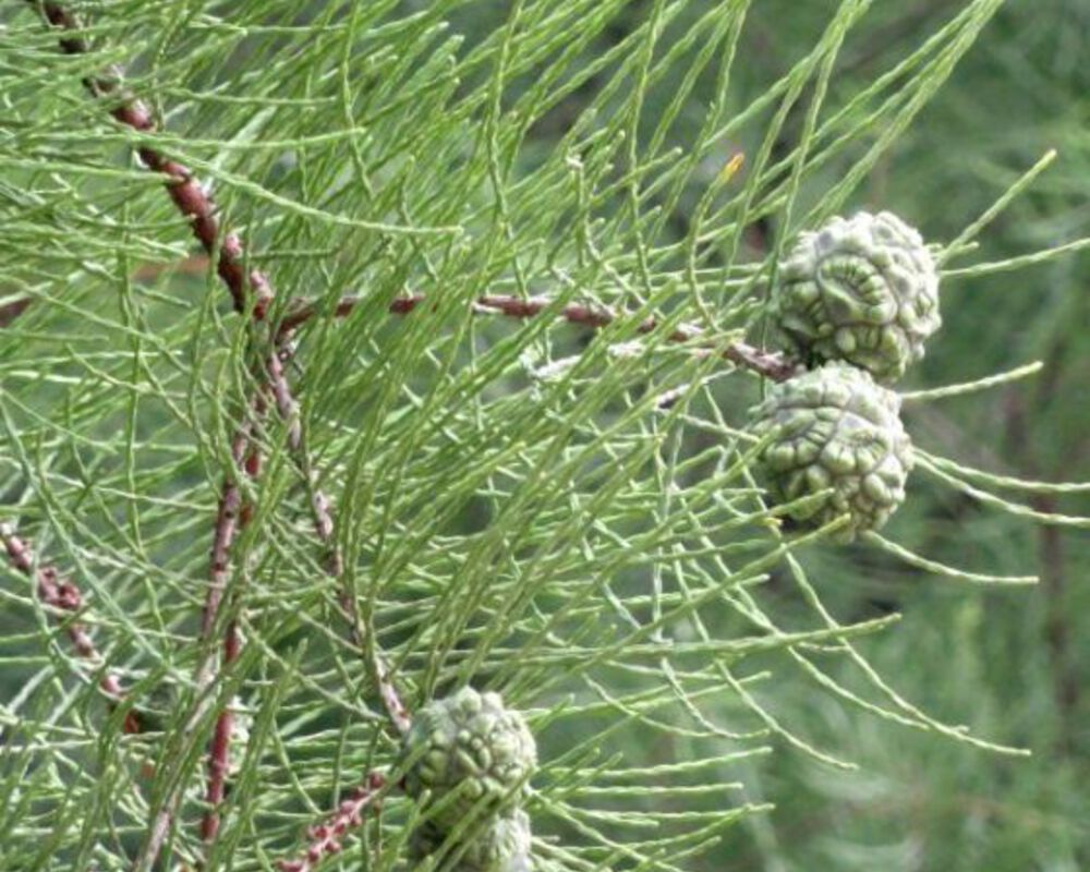 Pond Cypress Shade Trees | McMakin Farms