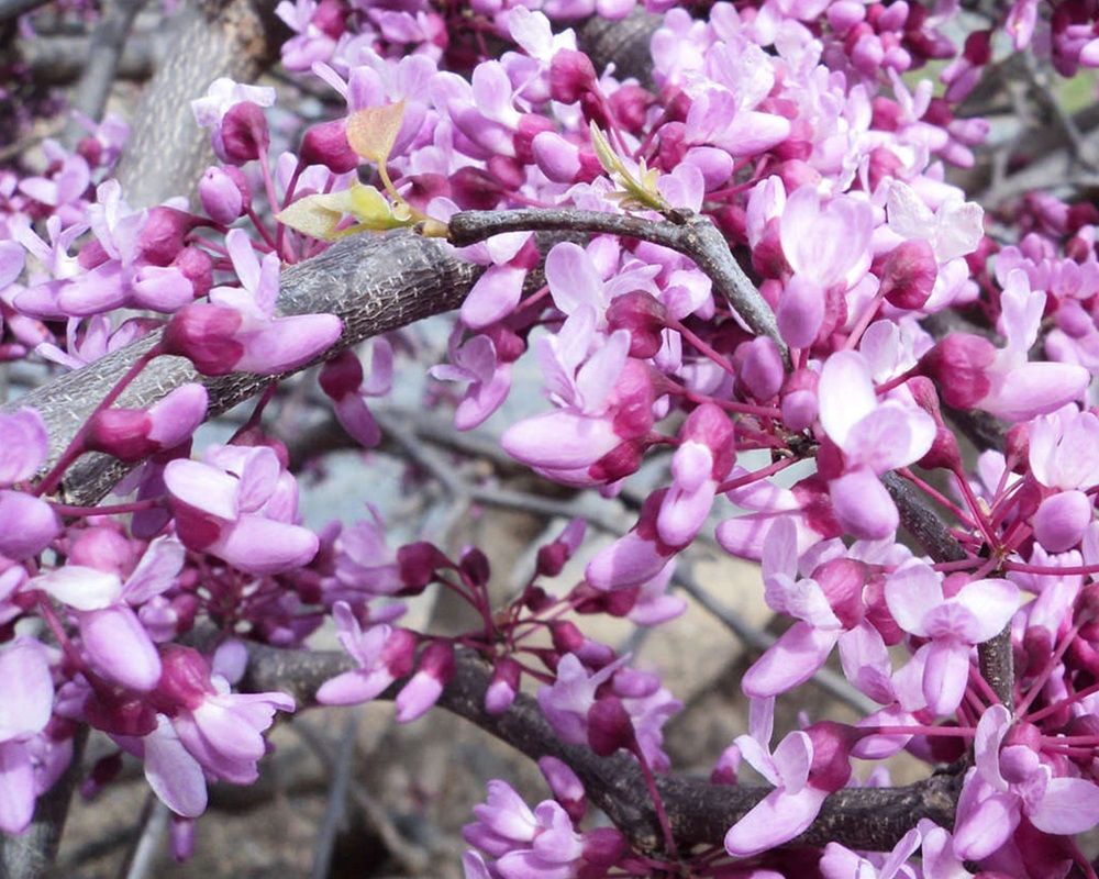 'Ruby Falls' Redbud Flowering Ornamentals | McMakin Farms