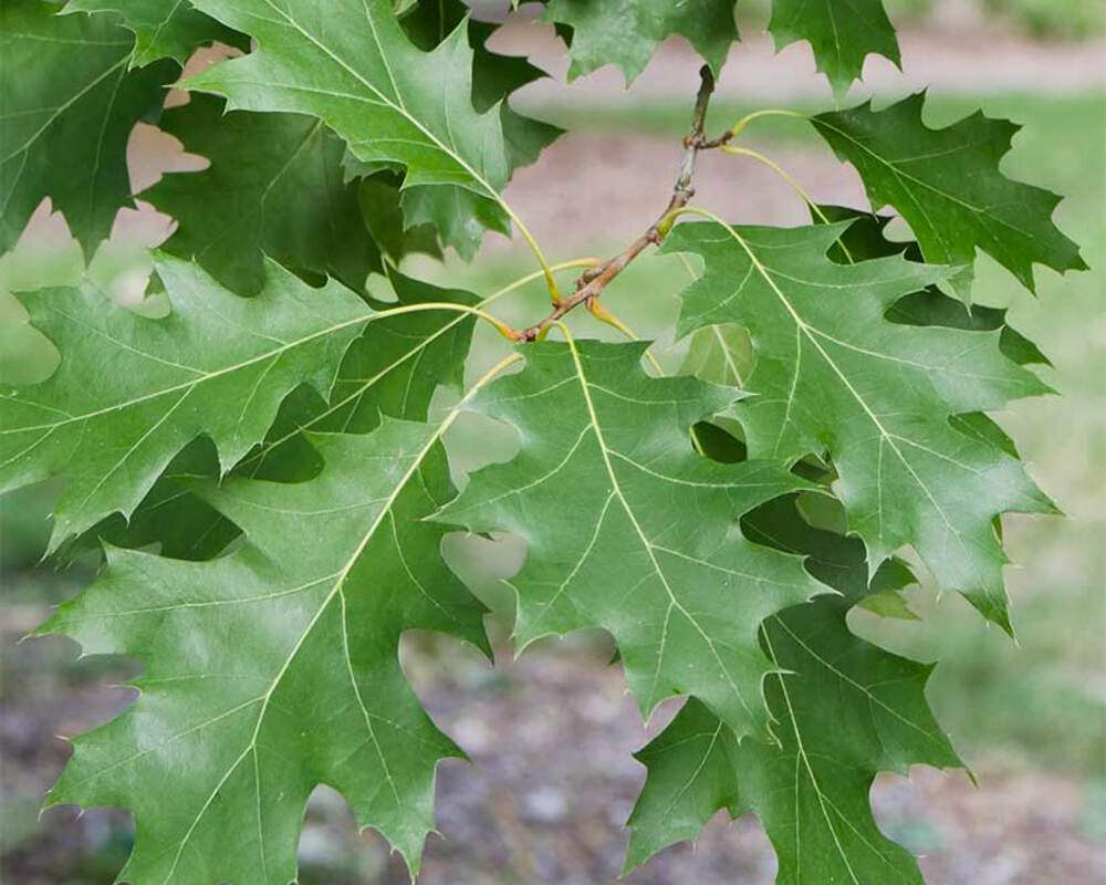 Shumard Oak Shade Trees | McMakin Farms