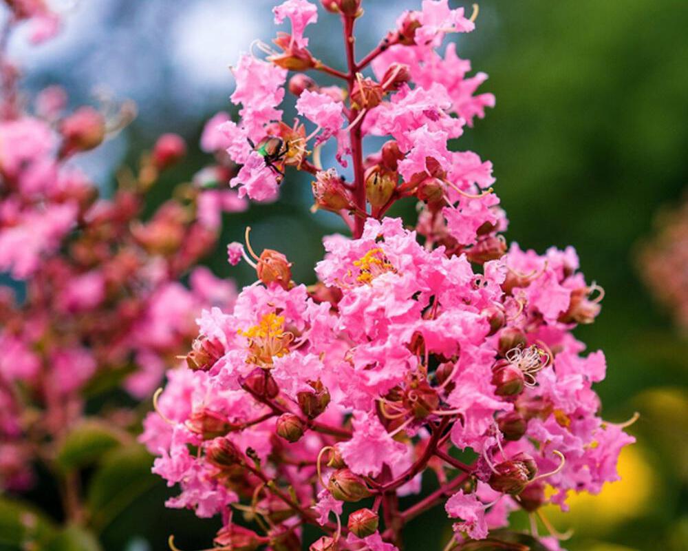 Sioux Flowering Ornamentals | McMakin Farms