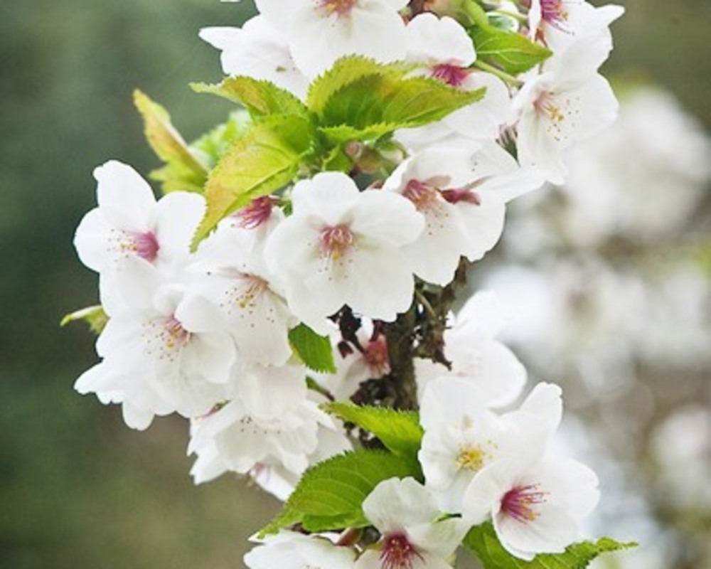 Snow Goose Cherry Flowering Ornamentals | McMakin Farms