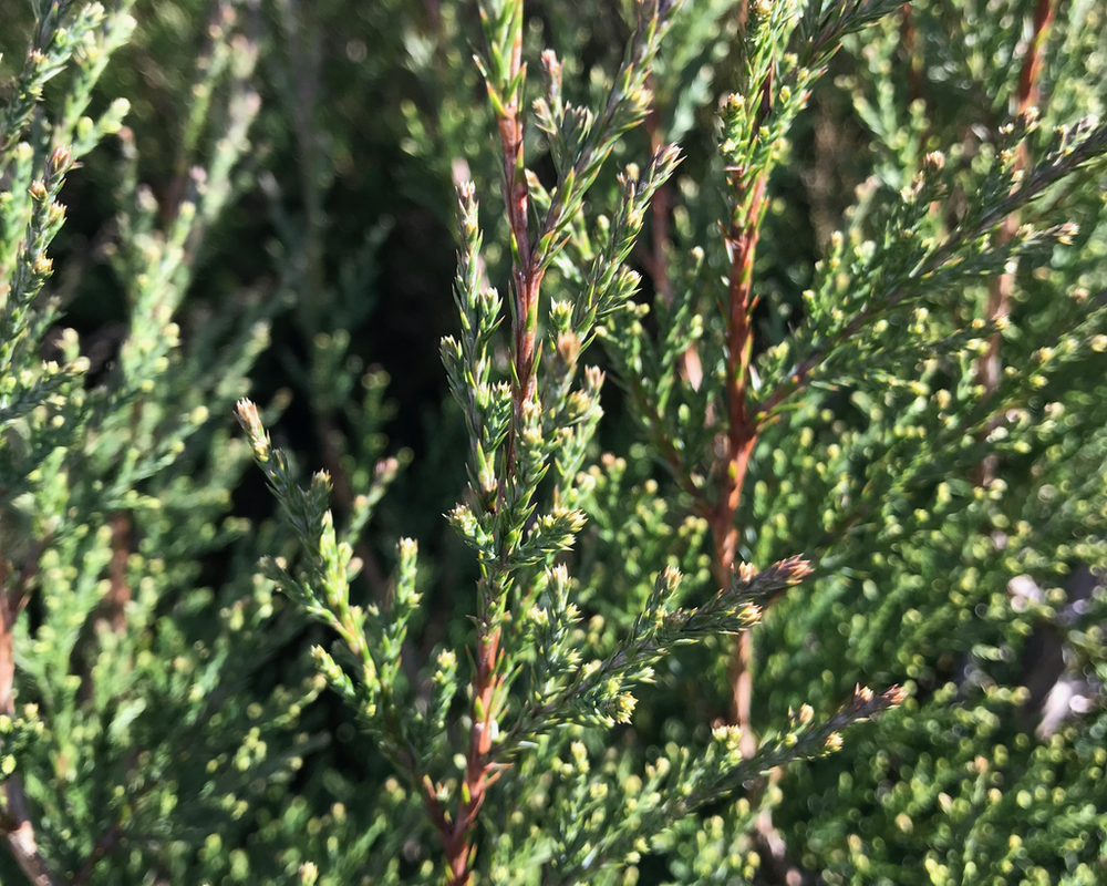 Taylor Juniper Evergreens | McMakin Farms