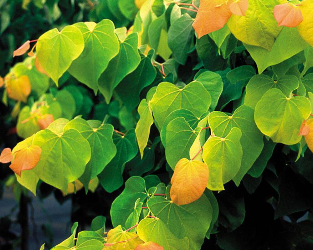 The Rising Sun™ Redbud Flowering Ornamentals | McMakin Farms