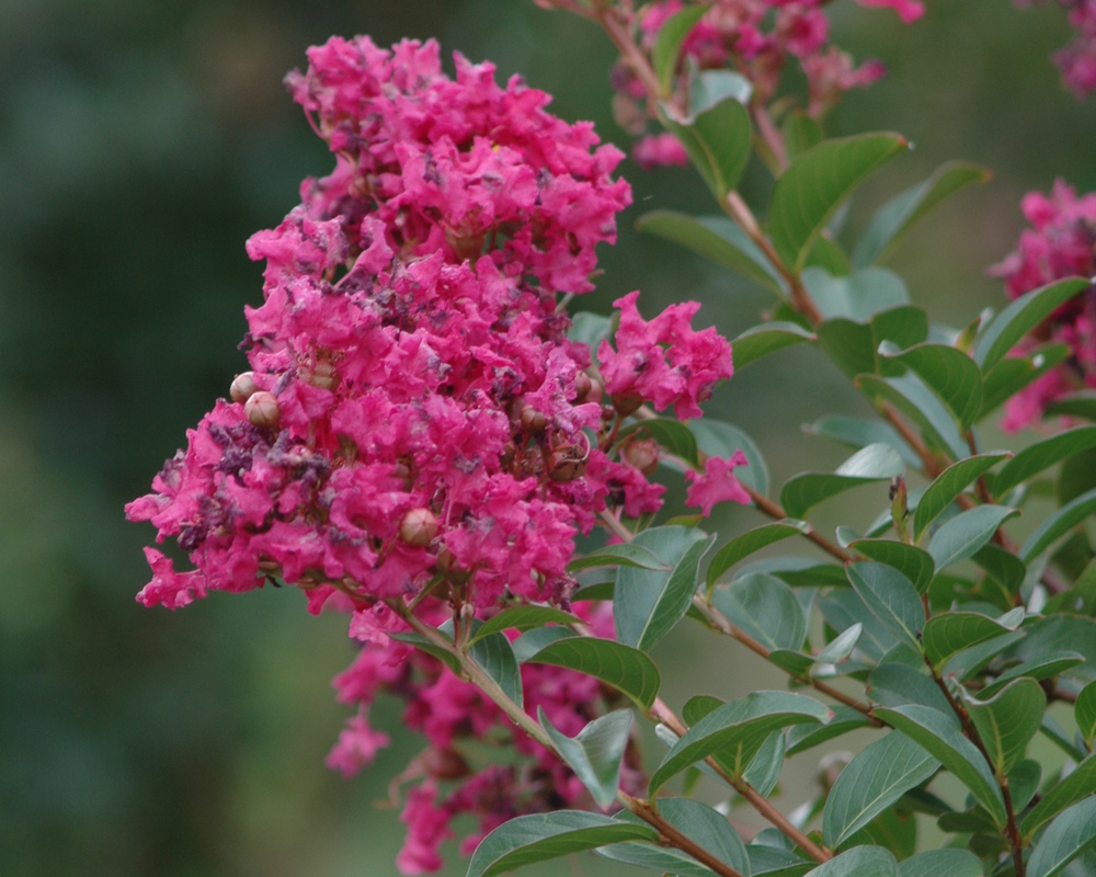 Tonto Flowering Ornamentals | McMakin Farms