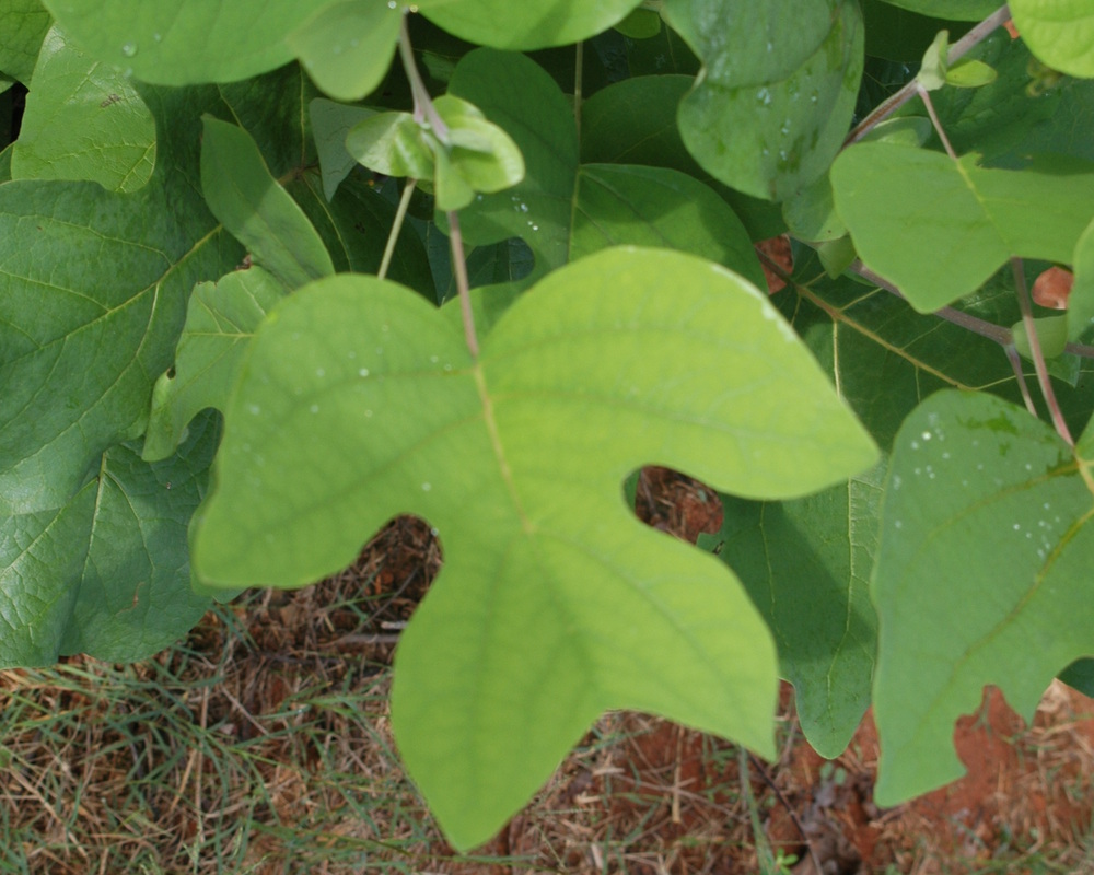 Tulip Poplar(seedling) Shade Trees | McMakin Farms