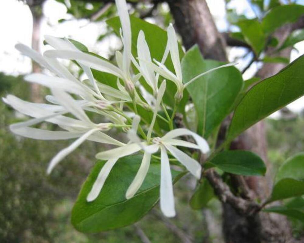 White Fringe Tree/Grancy Graybeard Flowering Ornamentals | McMakin Farms